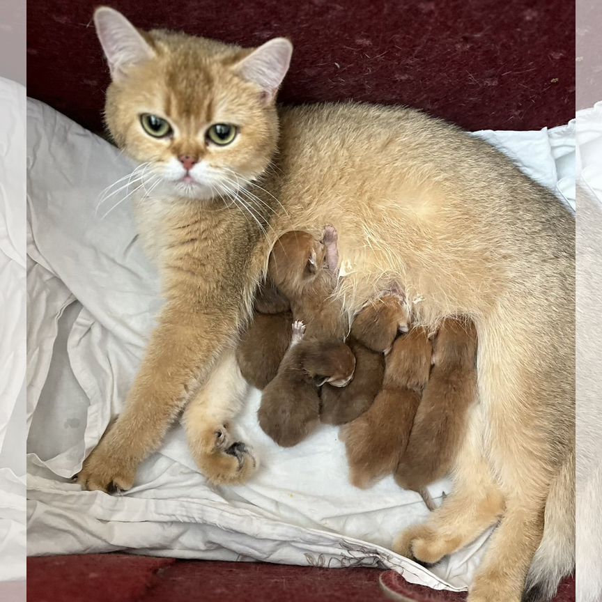 Котята золотая шиншилла