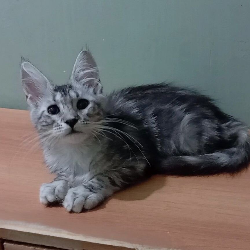 Котёнок мейн-кун девочка