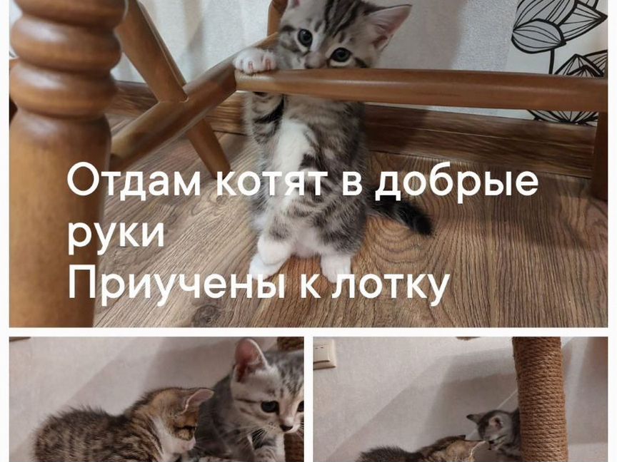 Котята в добрые руки 7 недель