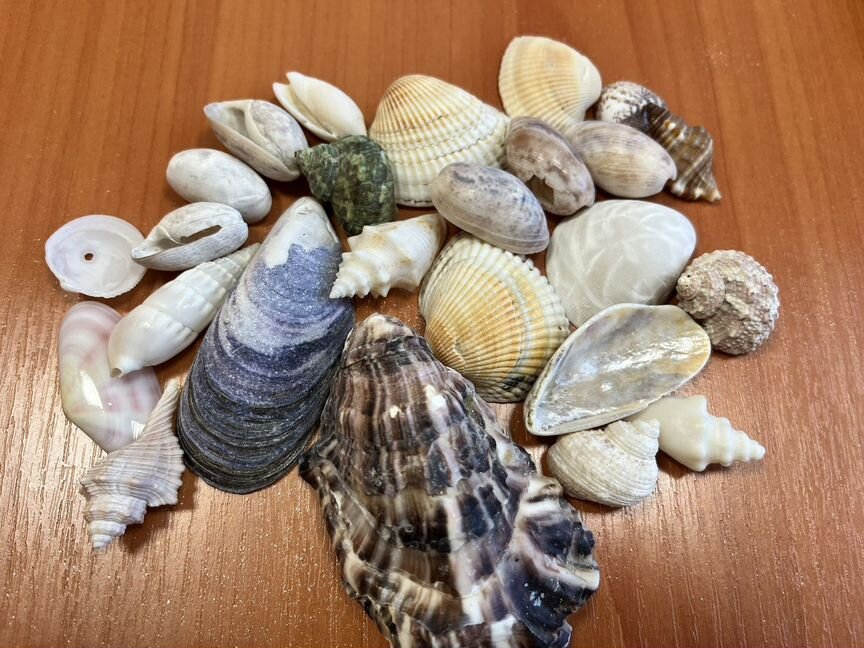 Ракушки раковины камни для декора,поделок