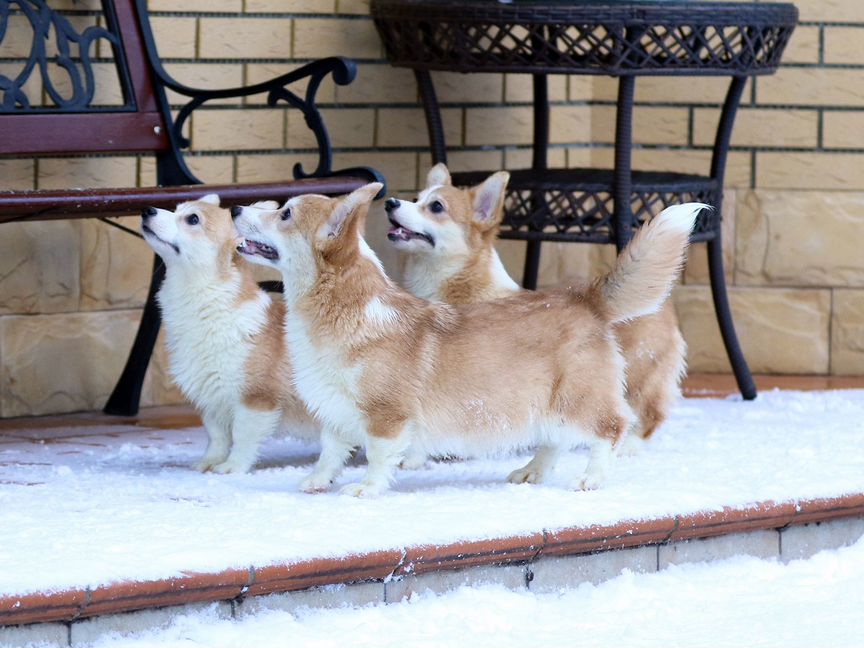 Девочки корги пемброк