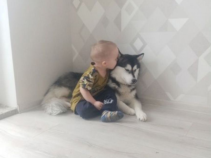 Сибирский хаски