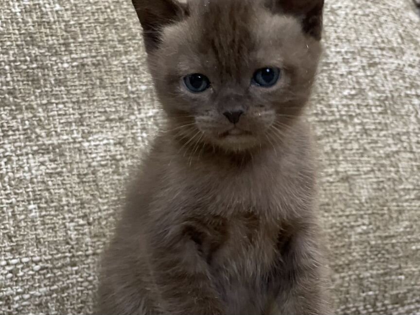 Котята европейской бурмы