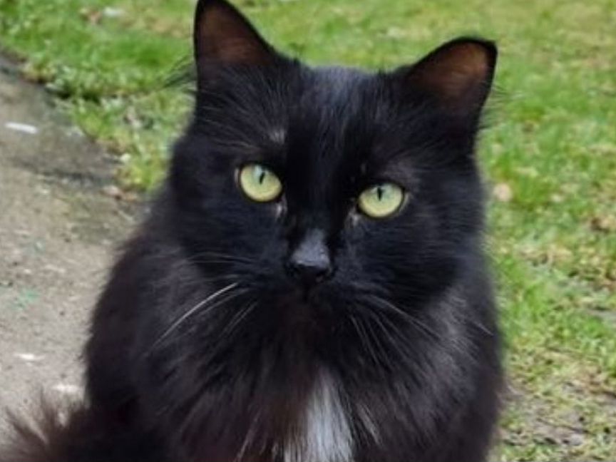 Черная ангорская кошечка брошена при переезде