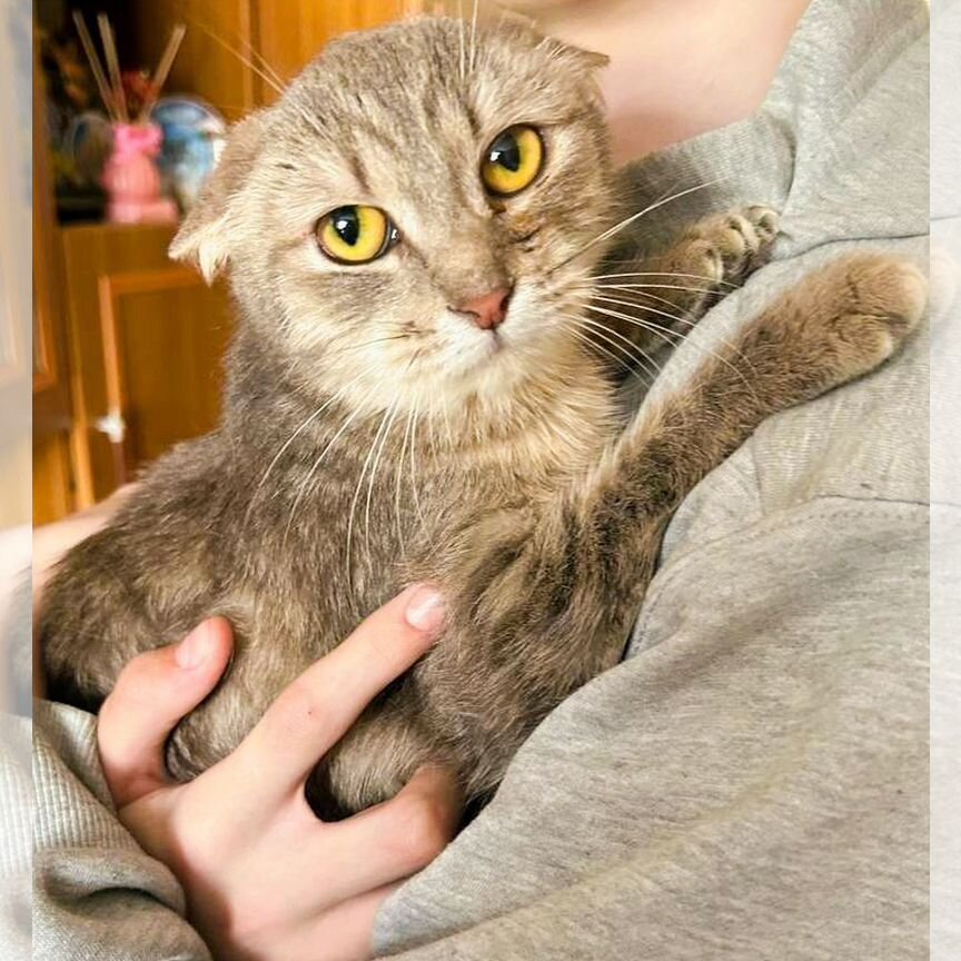 Взрослая, кошка в добрые руки
