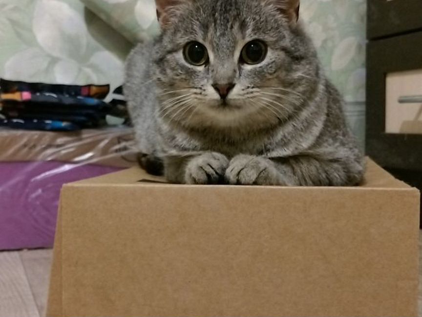 Кошечка Лиза