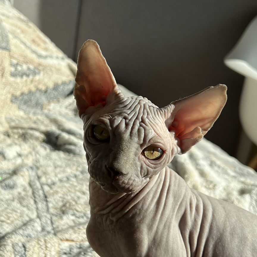 Канадский сфинкс котенок