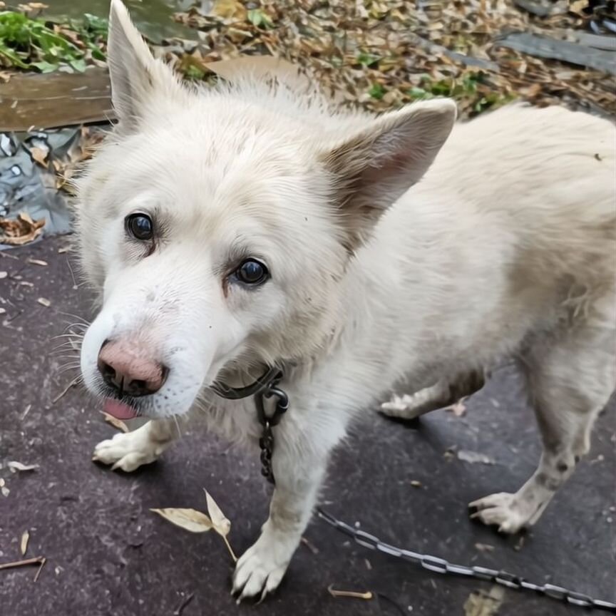 Взрослый пёс в добрые руки