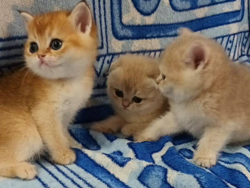 Шотландское золотце
