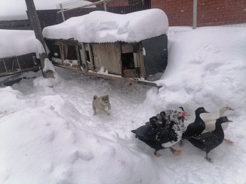 Самец индоутки. Обмен