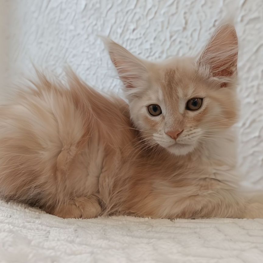 Мейн-кун котёнок