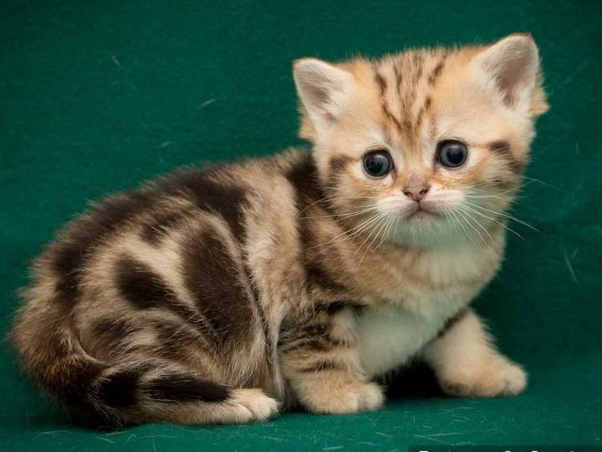 Британские котята шиншилла
