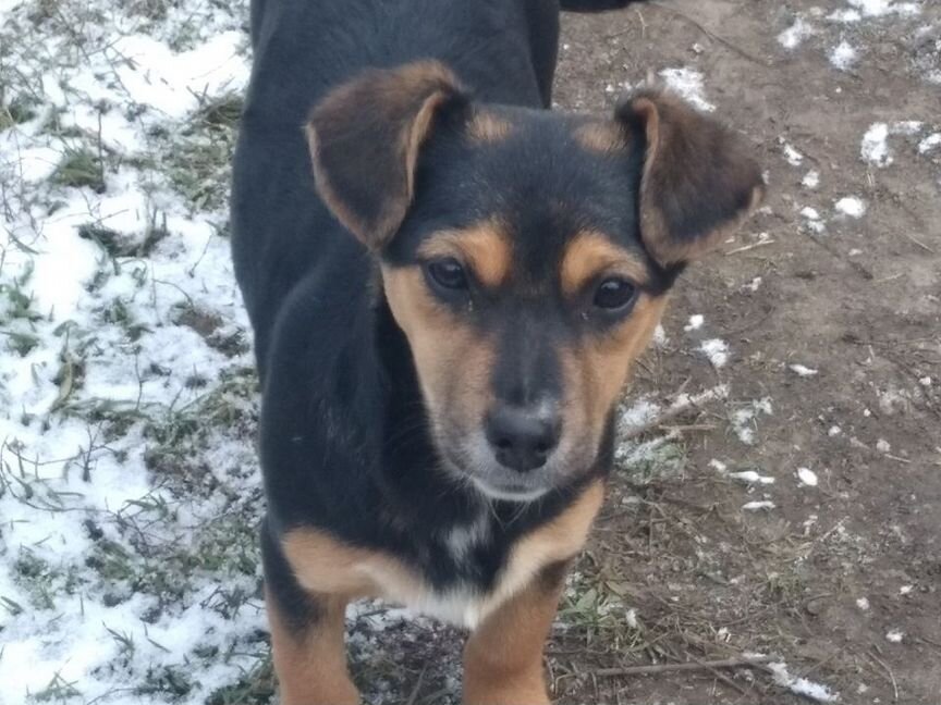 Щенок для двора девочка