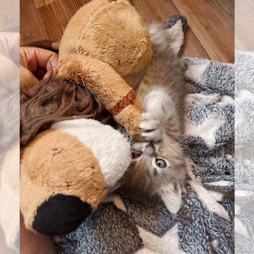 Шотландский вислоухий короткошёрстный котёнок