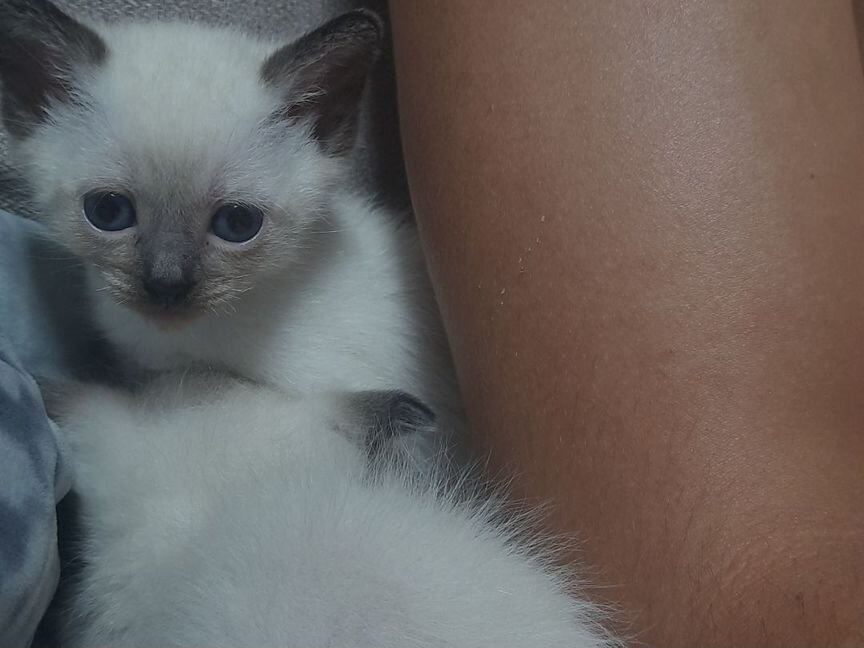 Тайские котята тайская кошка тайский кот