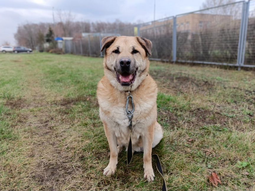 Добряк Портос пол жизни в приюте