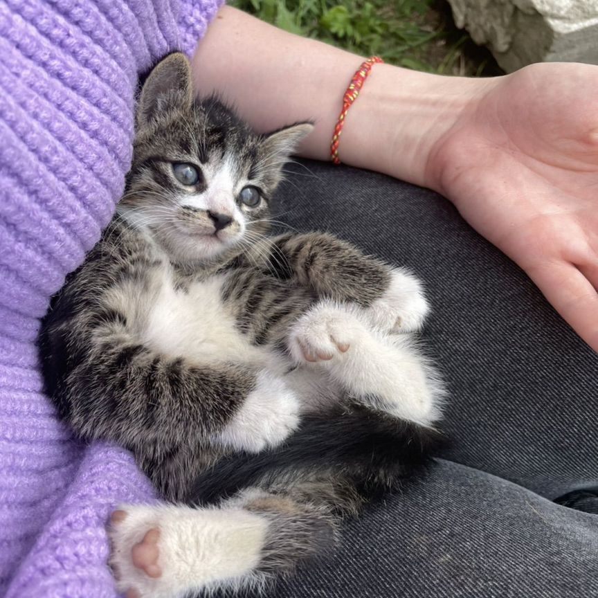 Красивый котенок в добрые руки