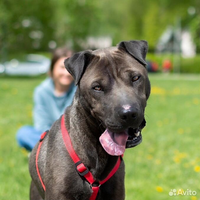 Стейси Шарп ищет семью