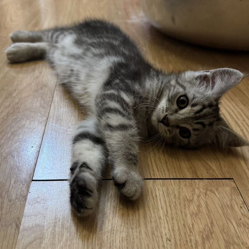 Котёнок в добрые руки