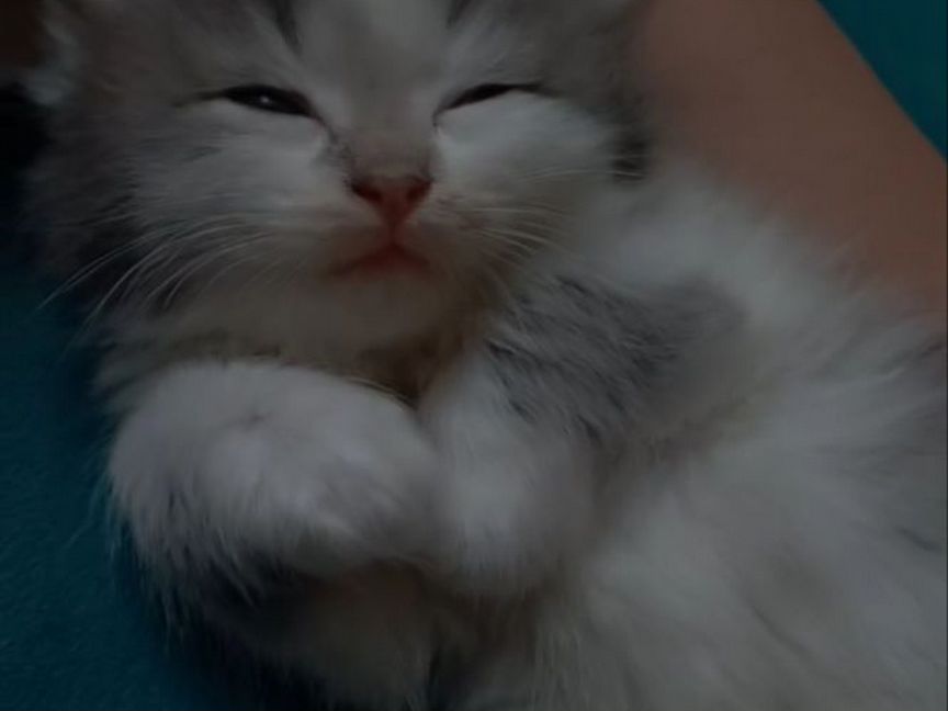 Бесплатаня кошка с 2 котятами(они дев)