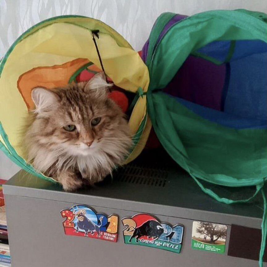 Кошка компаньон