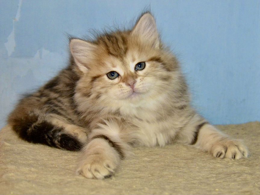 Сибирские котята питомник