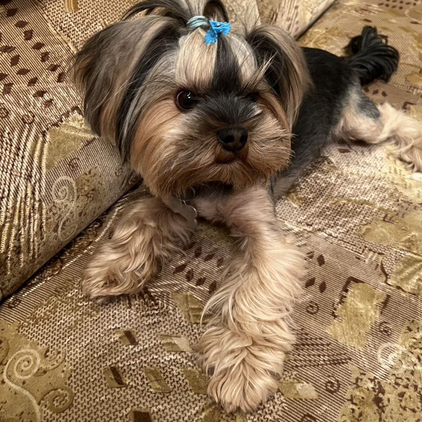 Вязка йоркширского терьера