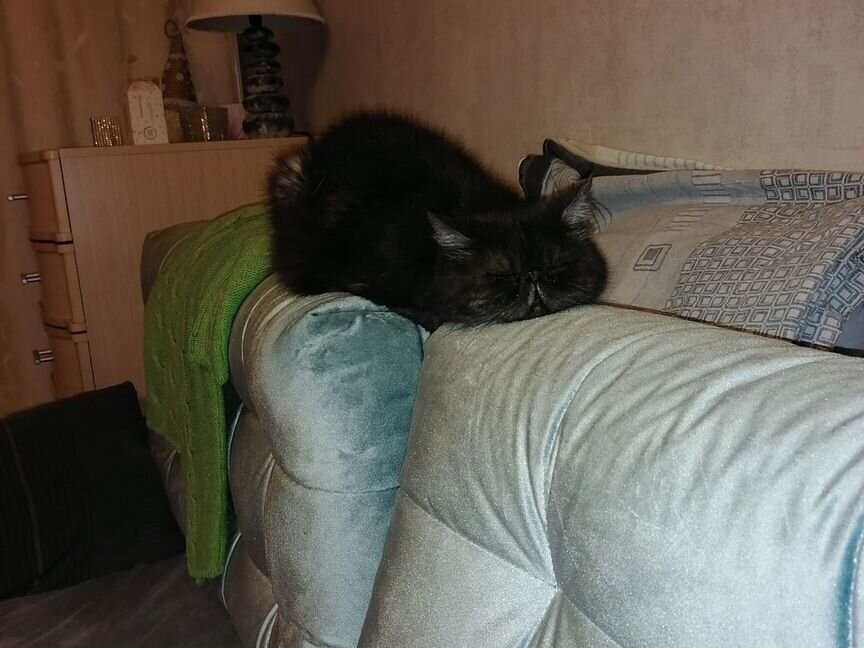 Найдена персидская кошка