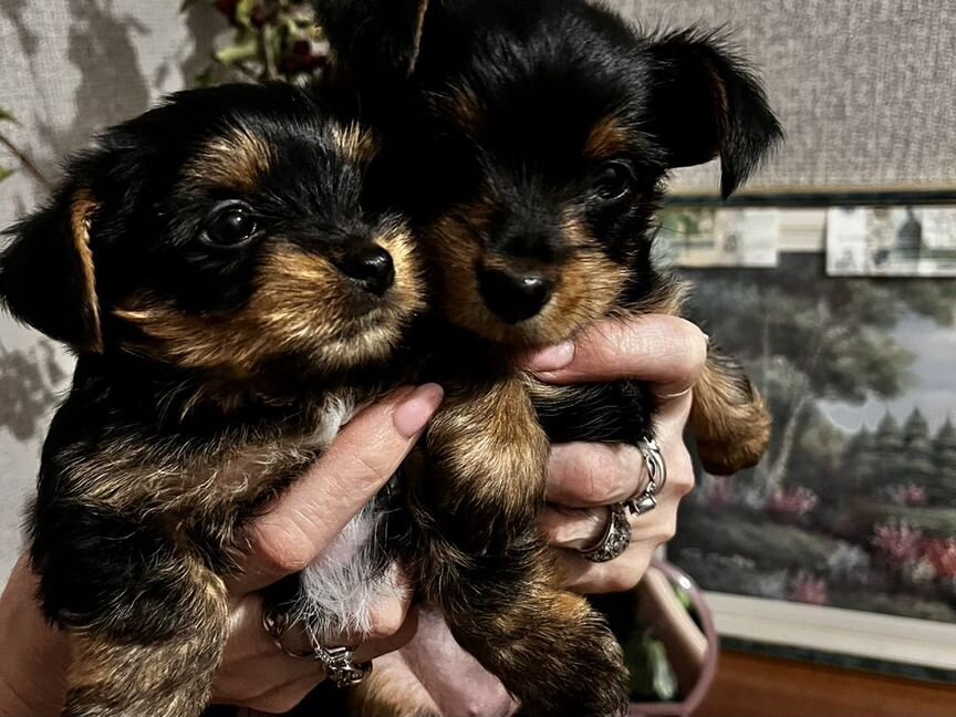 Йоркширский терьер щенки