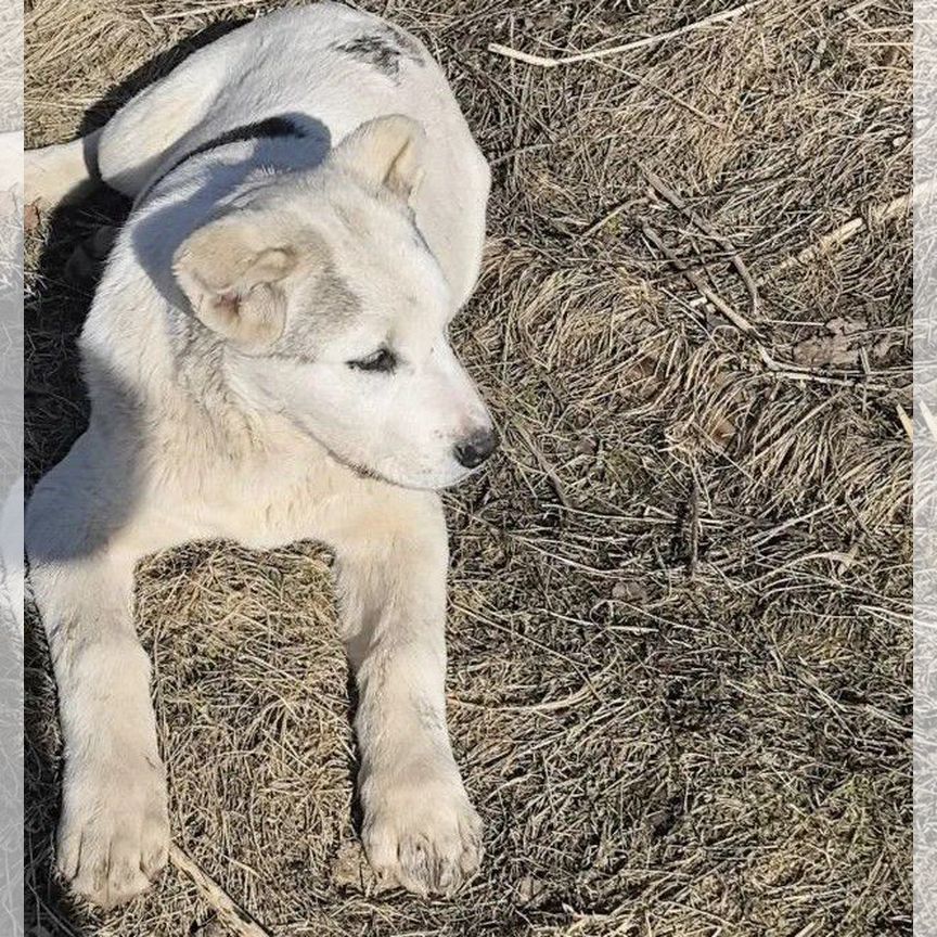 Среднеазиатская овчарка, щенок