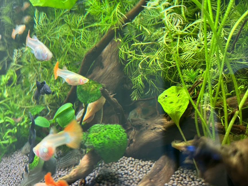 Прополка, продам растения