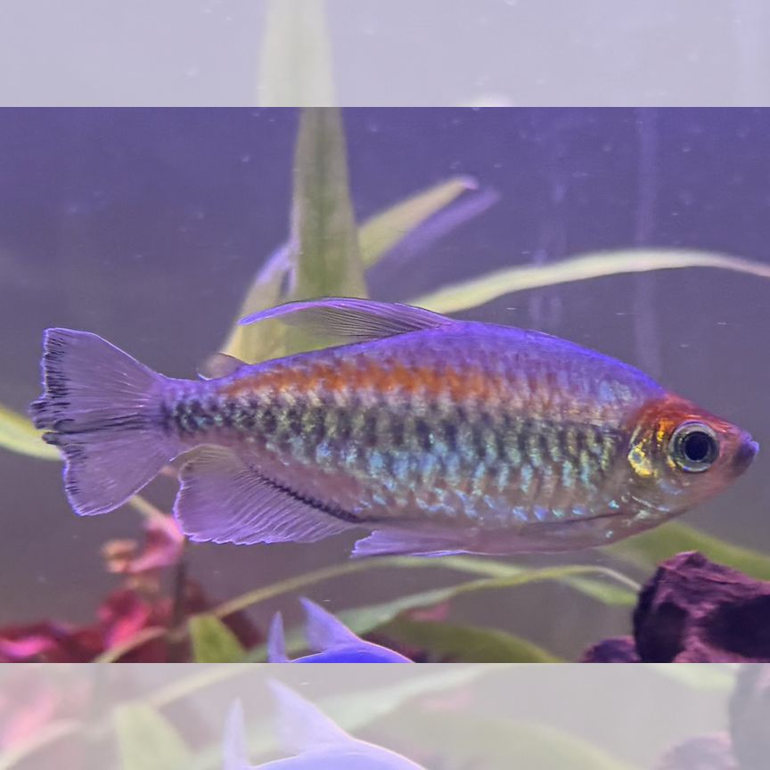 Аквариумные рыбки