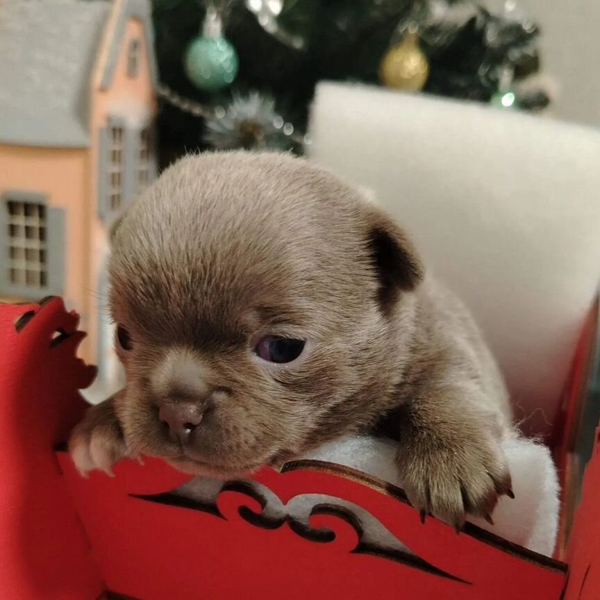 Чихуахуа, щенок