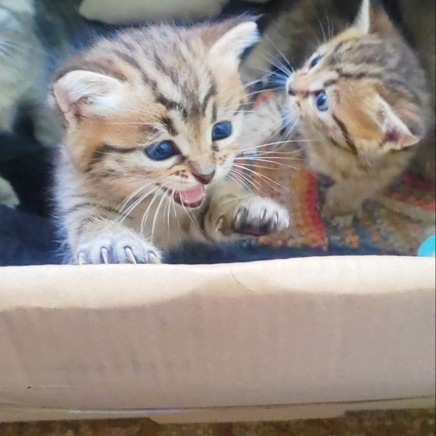 Котята