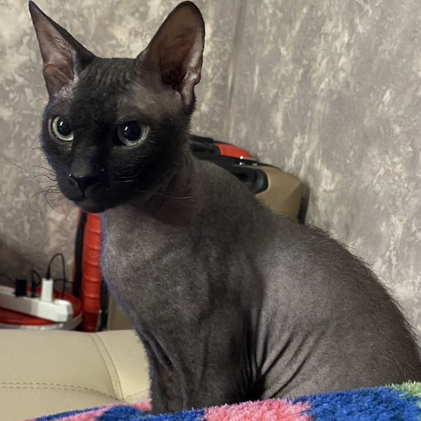 Канадский сфинкс, взрослый кот