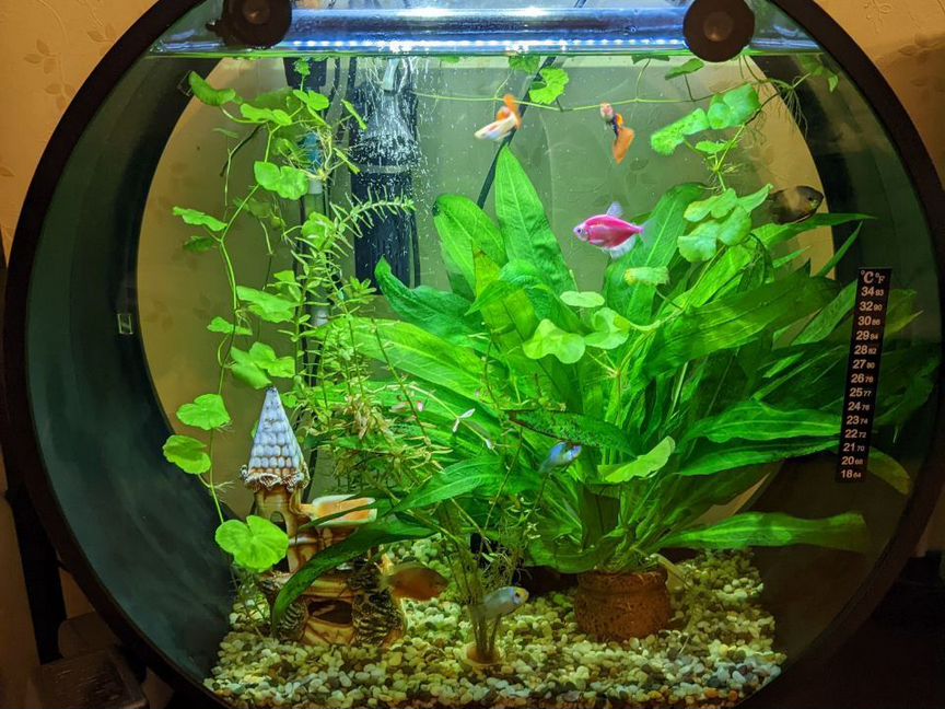 Аа-Aquariums Аквариум "Deco O Max", 54л