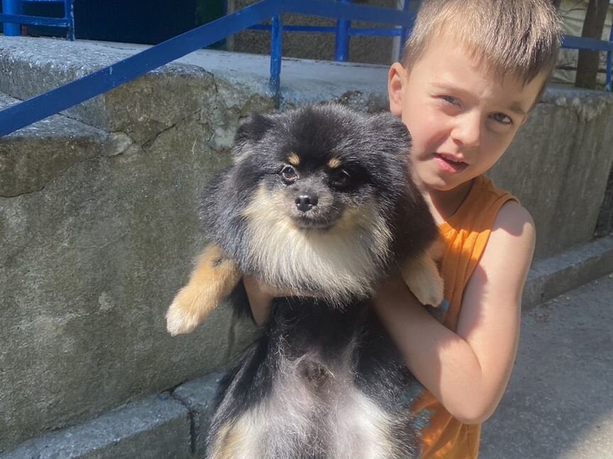 Вязка Померанский шпиц мини