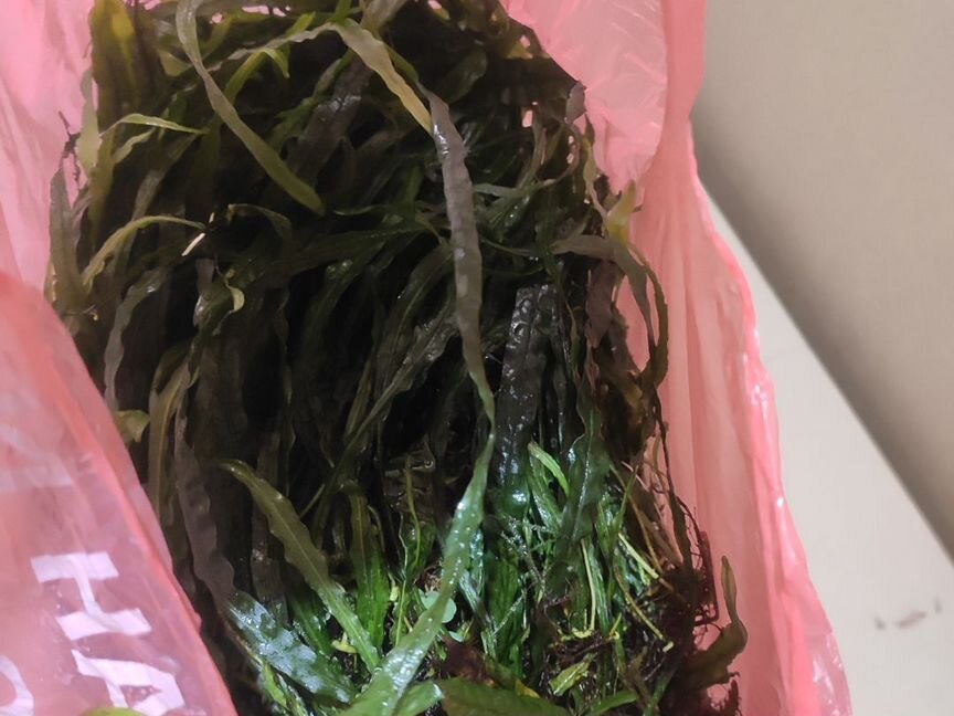 Аквариумные растения прополка