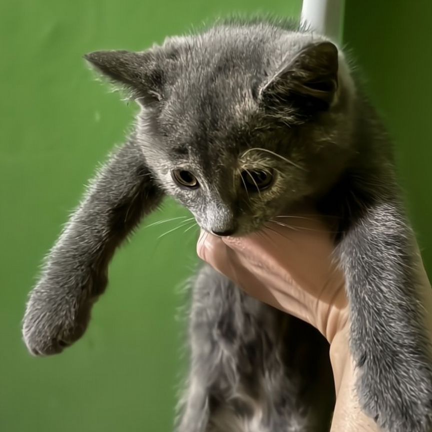 Котёнок в добрые руки