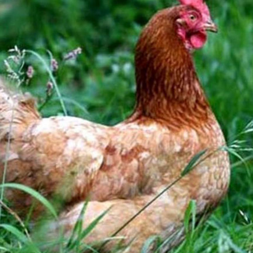 Куры несушки