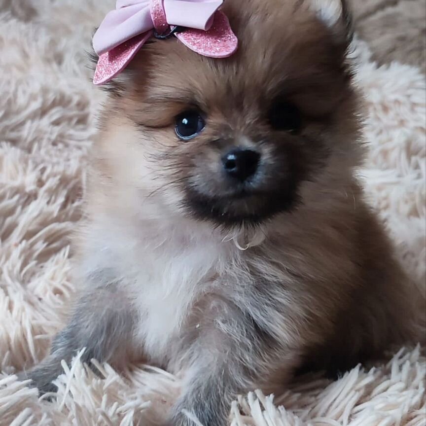 Миниатюрные шпицы