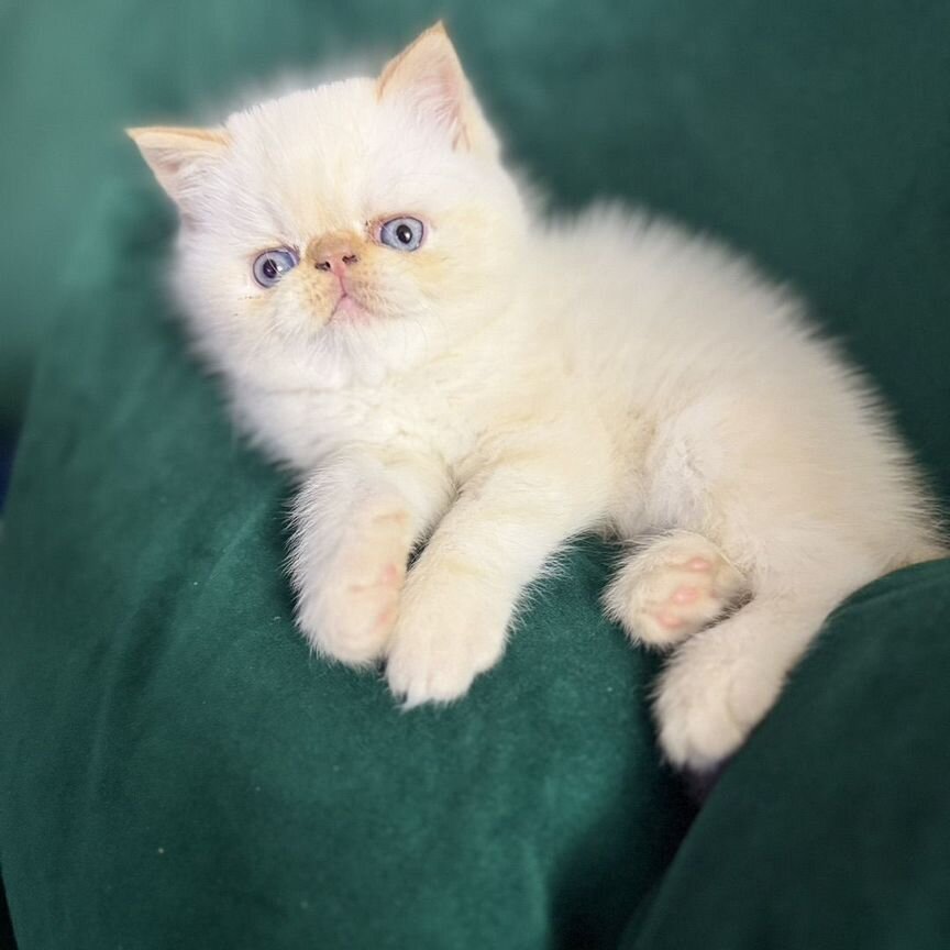 Коты экзоты