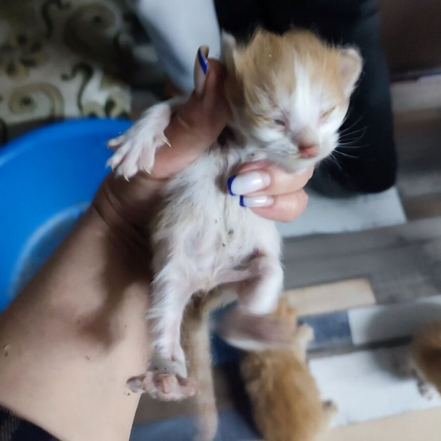 Котёнок в добрые руки