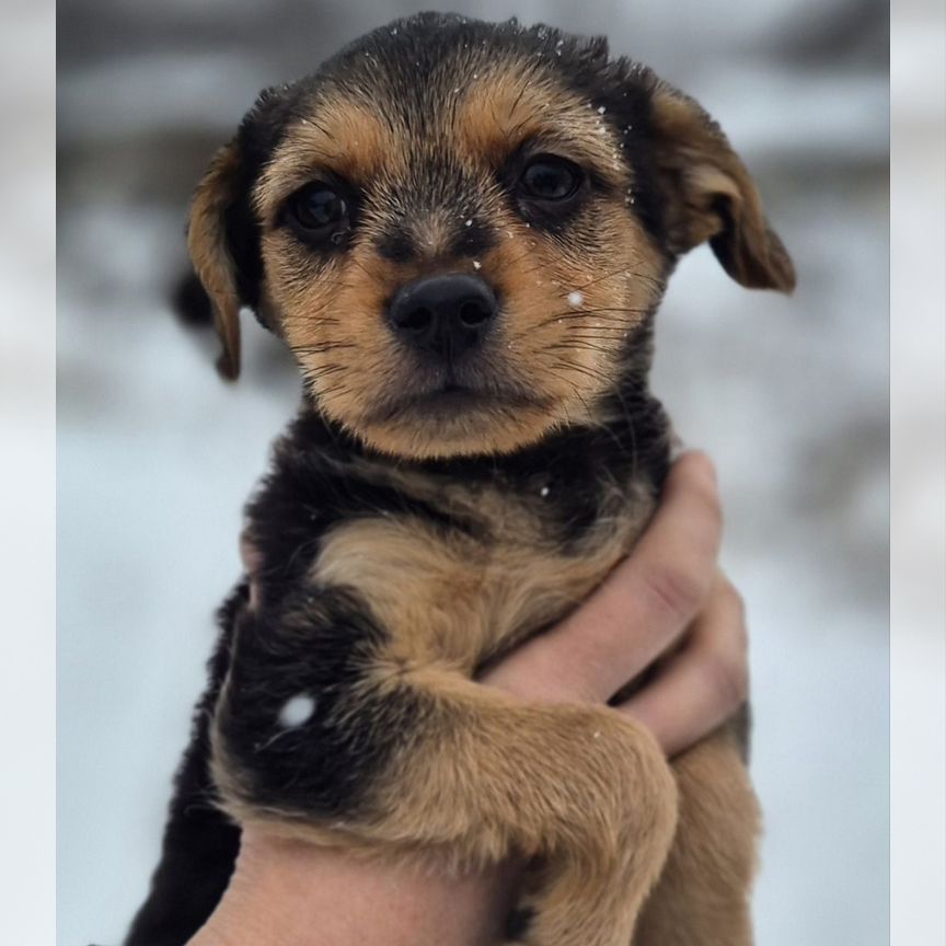 Щенок в добрые руки