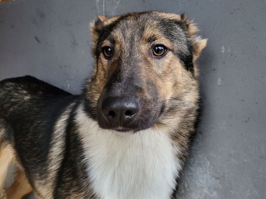 Красивая собака мальчик щенок