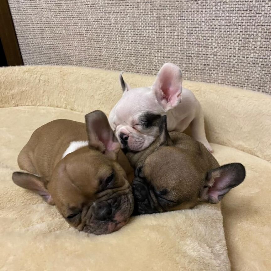 Французский бульдог щенки