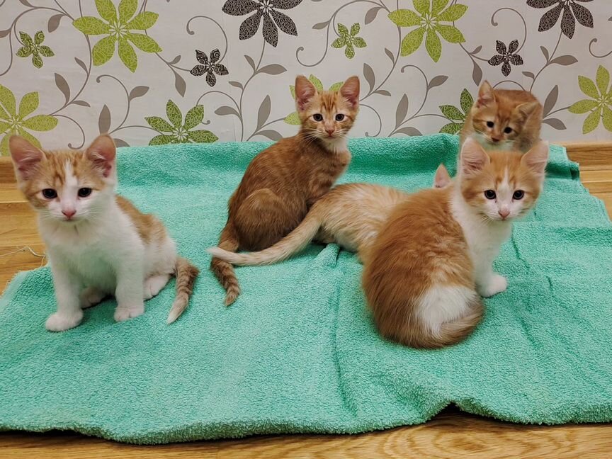 Милые бело-рыжие котята (8 недель)