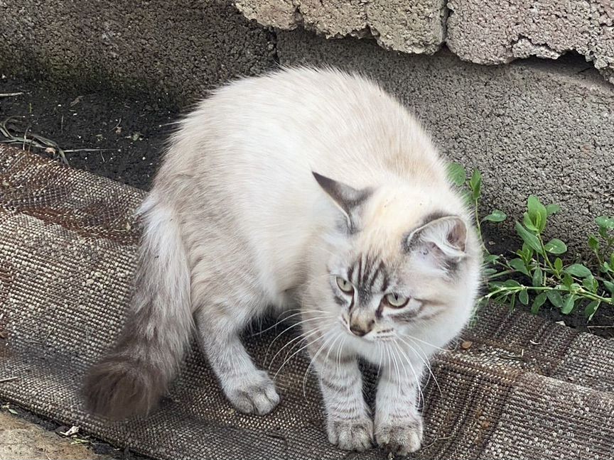Котята в добрые руки приучены к лотку