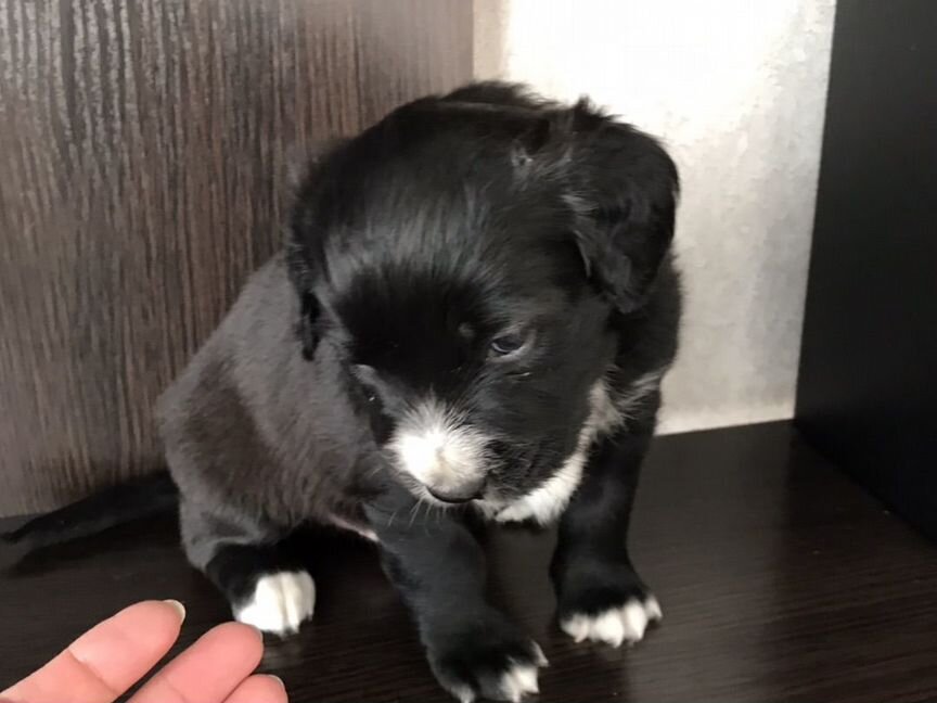 Щенок в добрые руки бесплатно