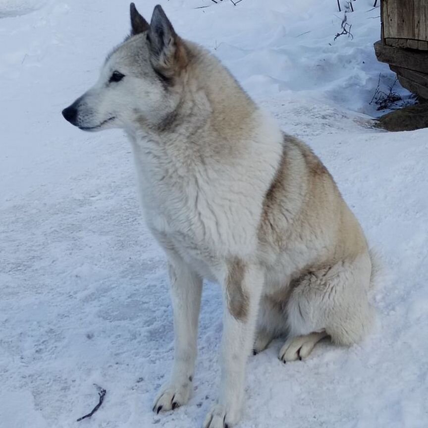 Западносибирская лайка, взрослая собака
